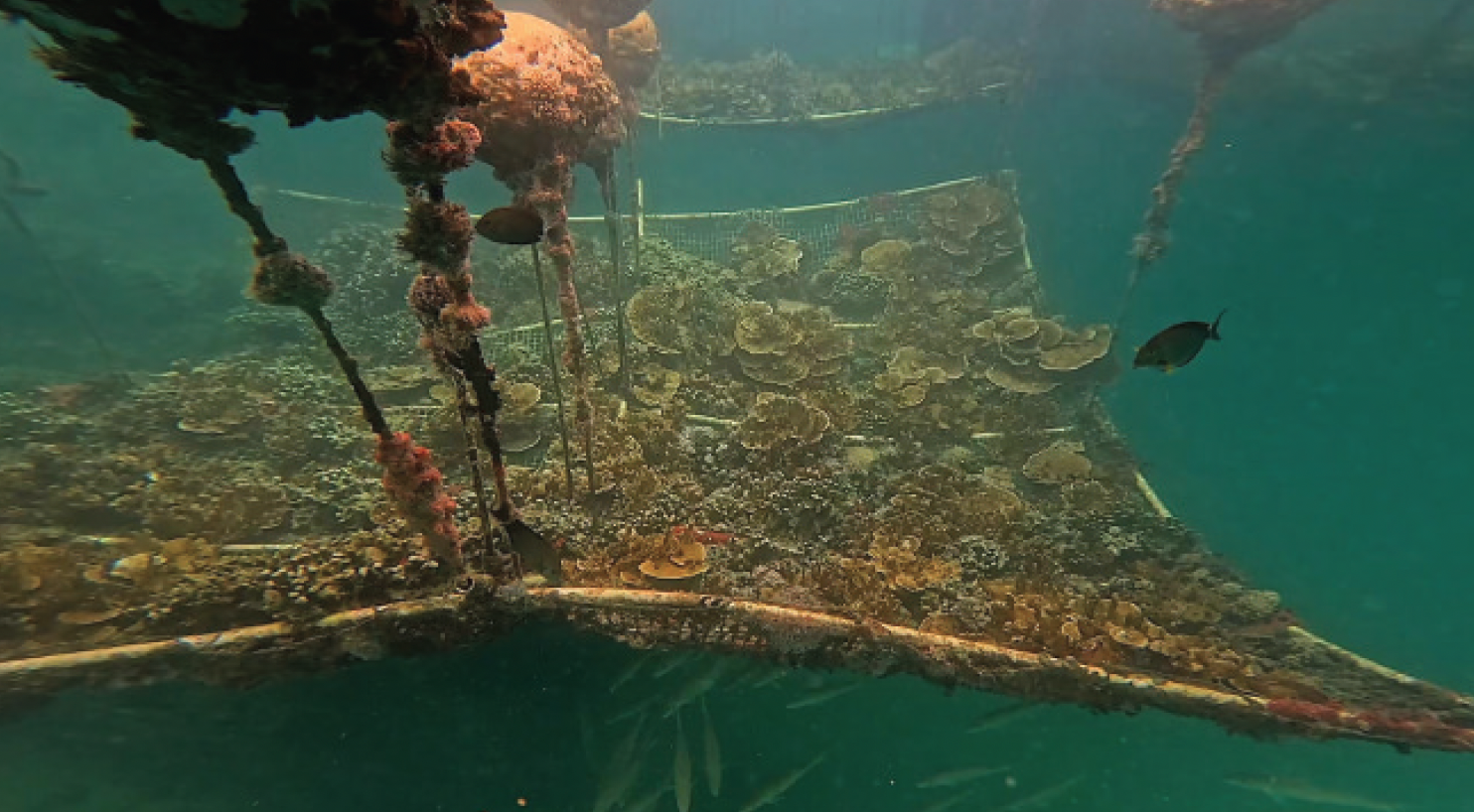 UH developed, living coastal-protection system prepares for deployment ...